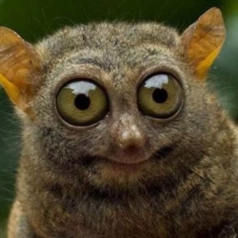 250 смешных аватарок