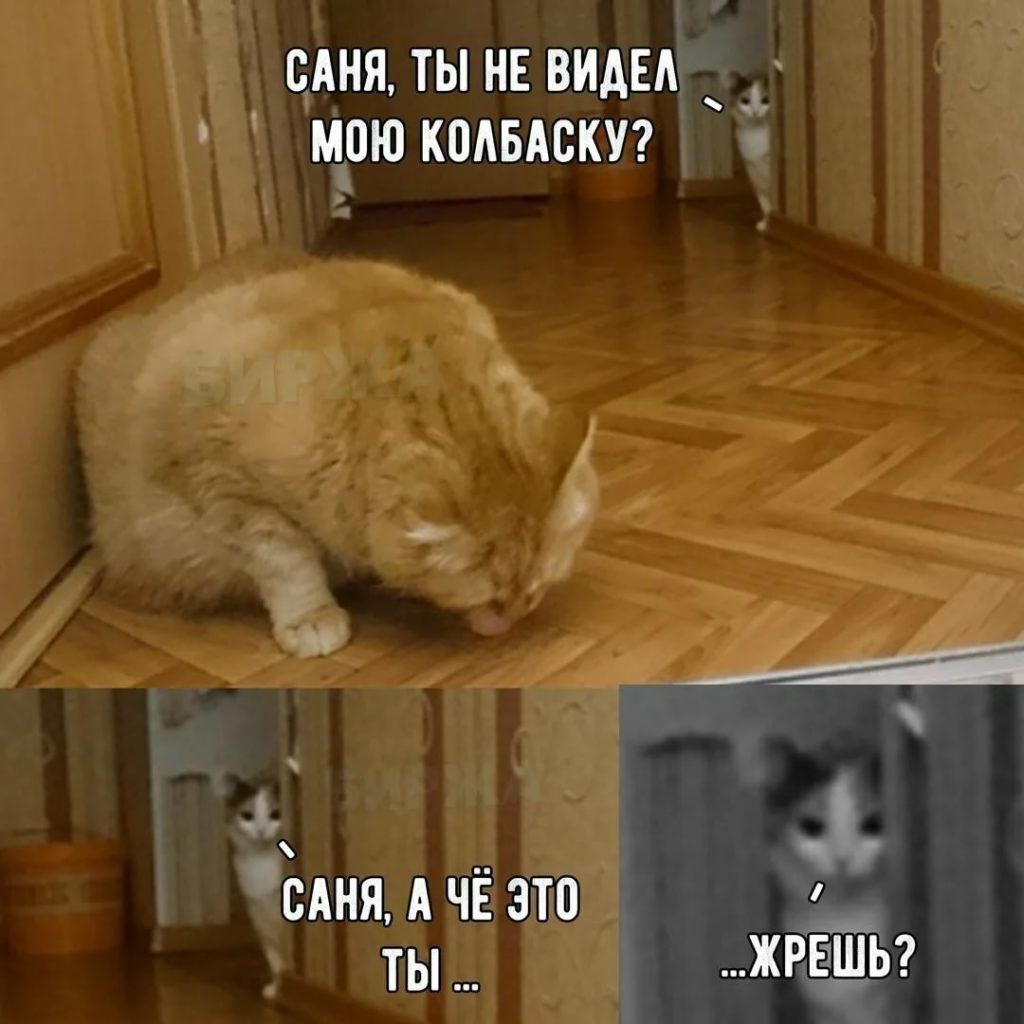 150 мемов с котами