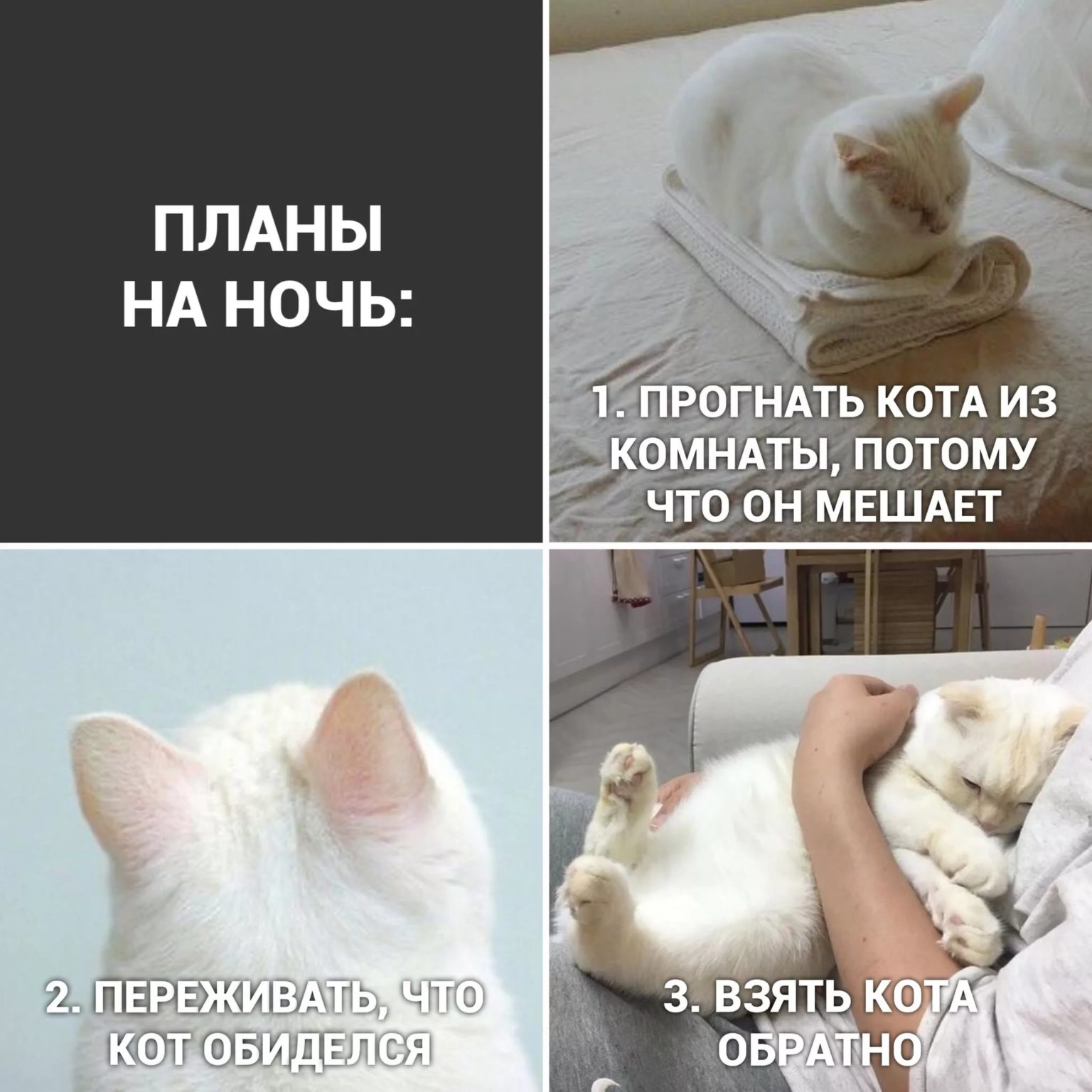 150 мемов с котами