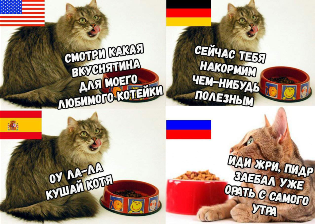 150 мемов с котами