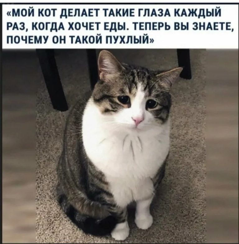 150 мемов с котами