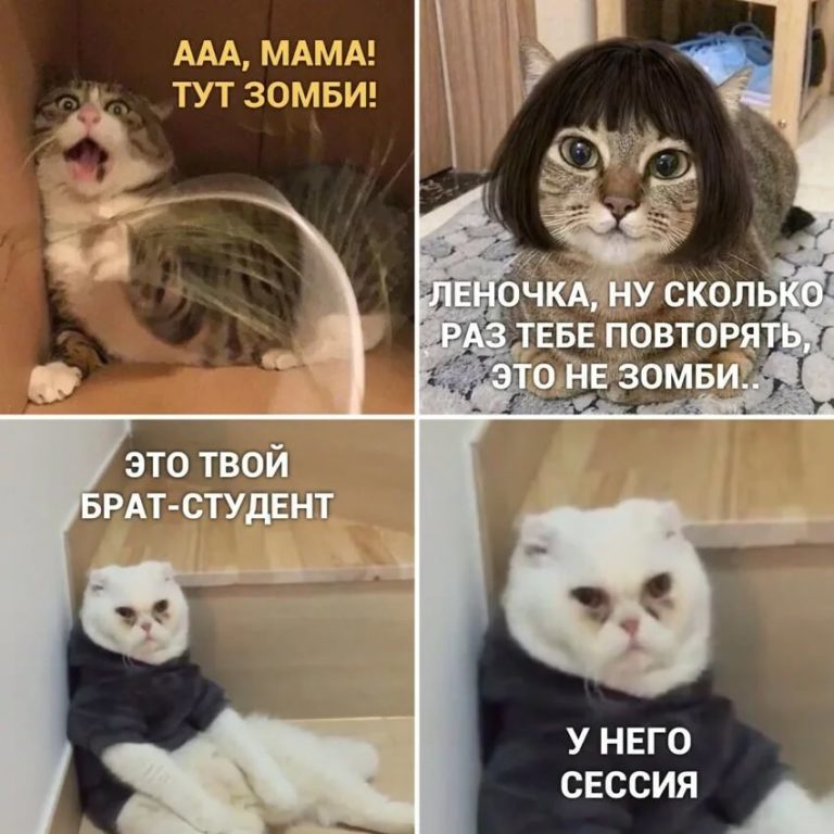 150 мемов с котами