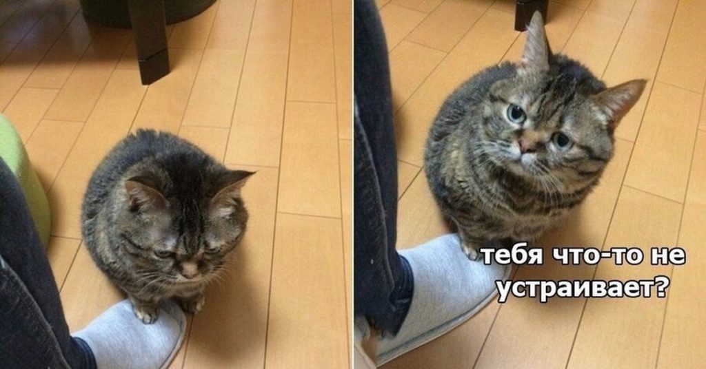 150 мемов с котами